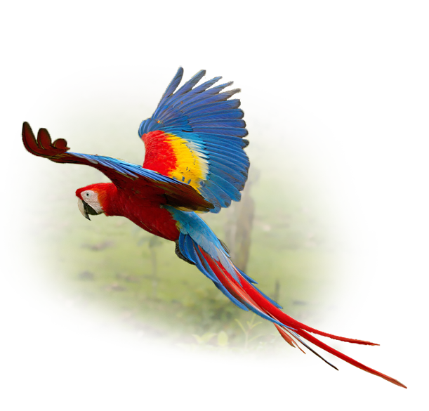 Conozcanos - ARA Tours Costa Rica